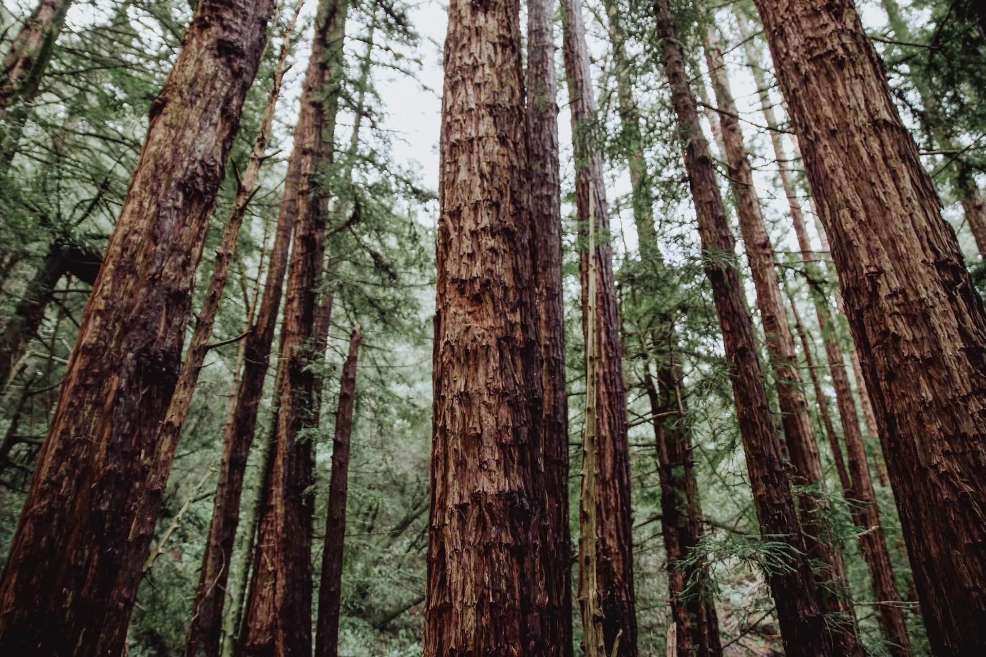 5 Reasons to Stop Cutting Trees - americanlands